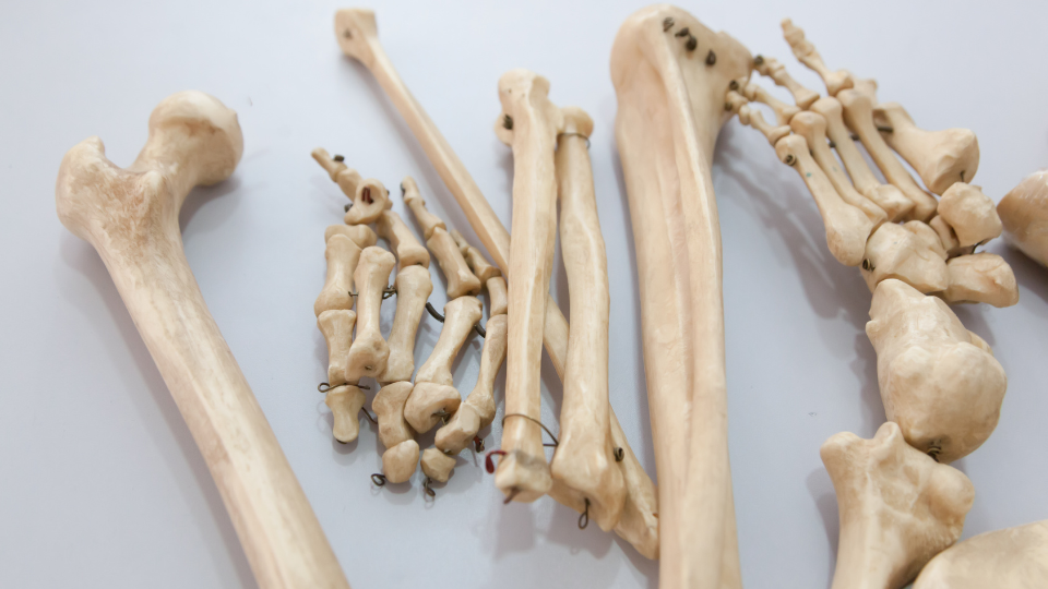 Huesos – Letras & Poesía