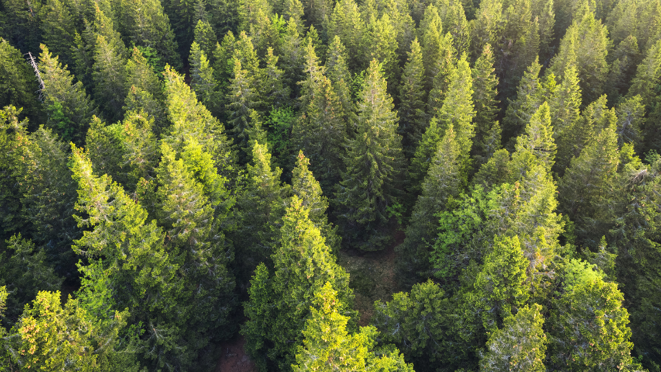 A un pino – Letras & Poesía